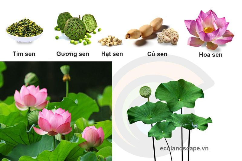 Công dụng của cây sen trong trị liệu mà bạn cần biết – Từ Điển Sức Khỏe