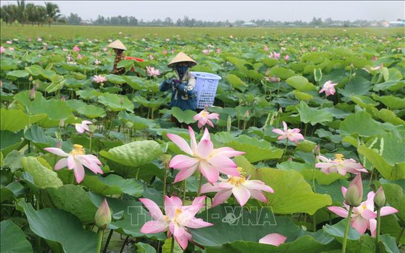 Công dụng của cây sen trong trị liệu mà bạn cần biết – Từ Điển Sức Khỏe