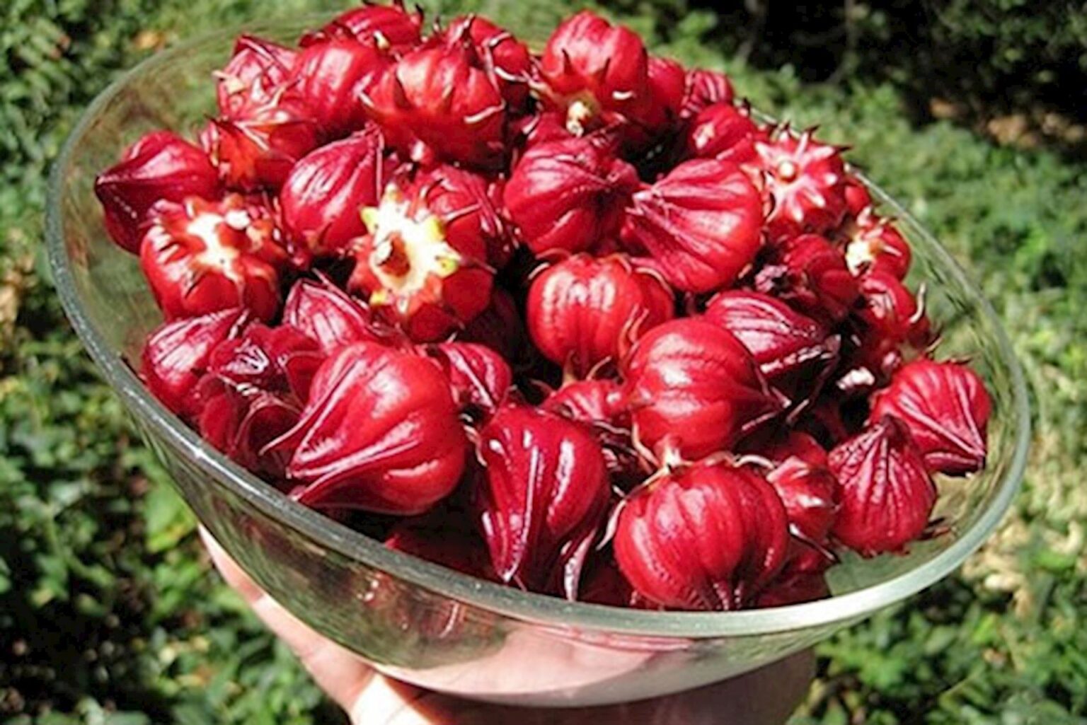 Công dụng của Atiso đỏ là gì? – Từ Điển Sức Khỏe